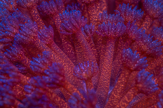 Alecsreef | Aquacultured Corals in Dallas, TX – Alec's Reef