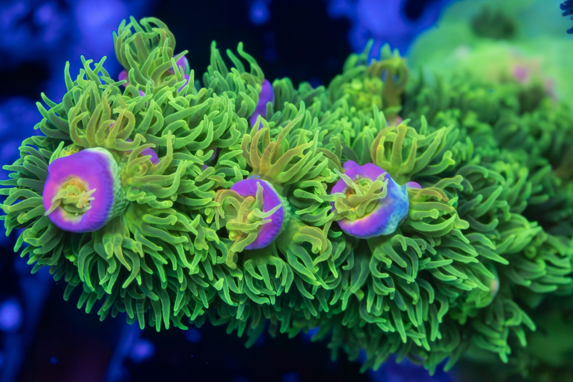 Alecsreef | Aquacultured Corals in Dallas, TX – Alec's Reef