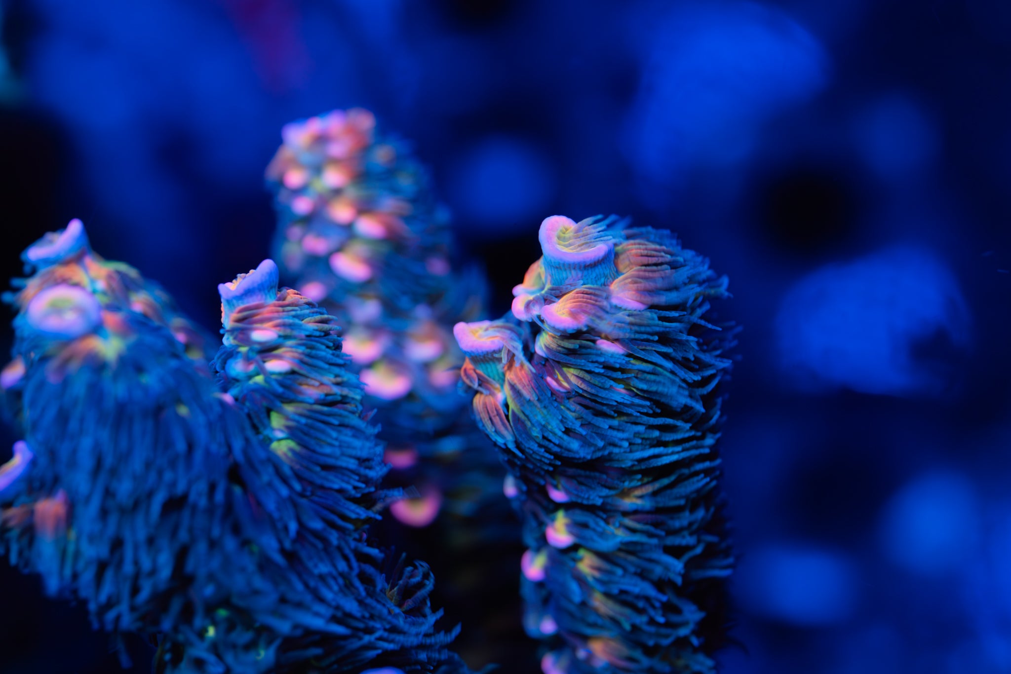 RR Pink Flamingo – Alec's Reef