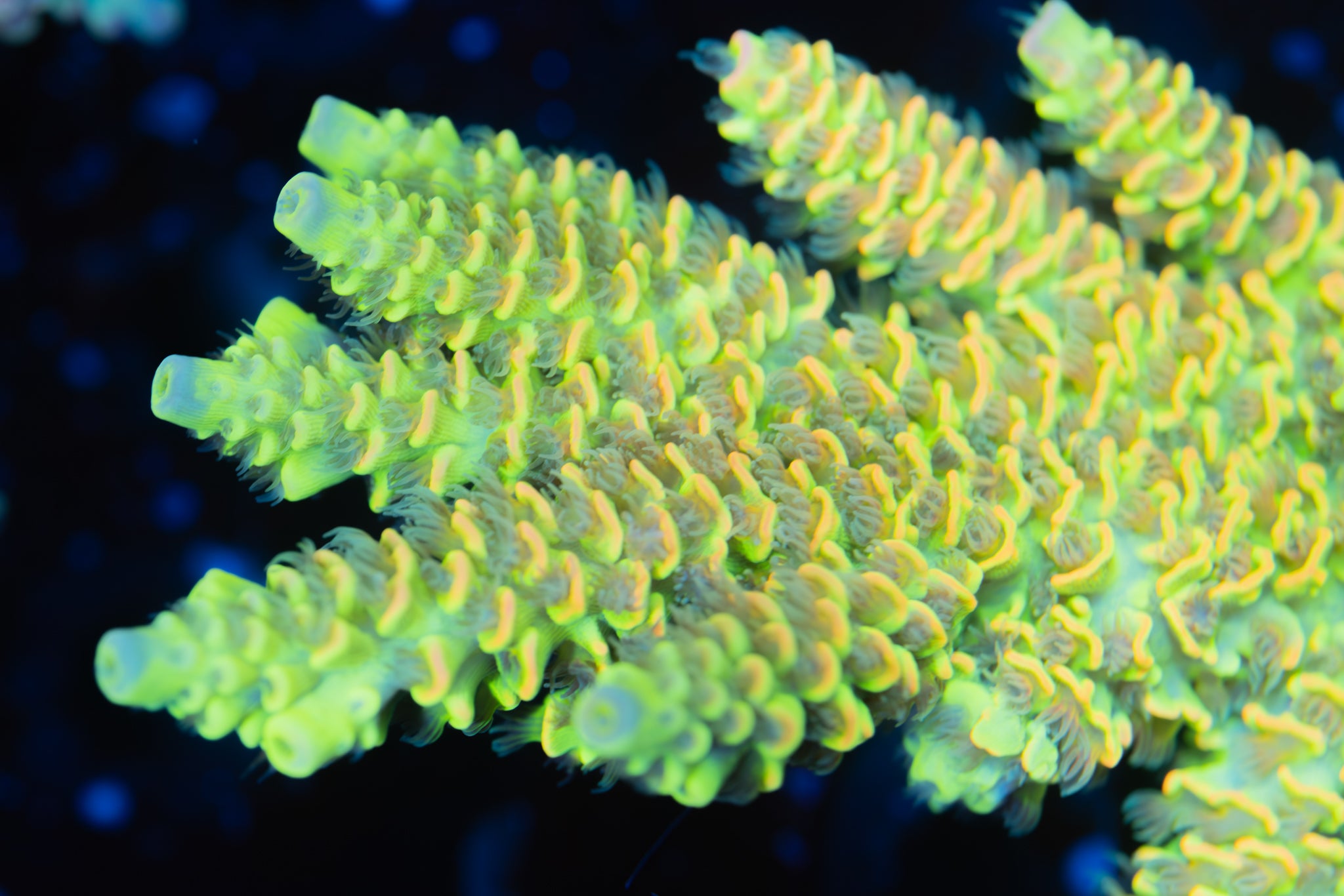 TCK Solar Beam – Alec's Reef