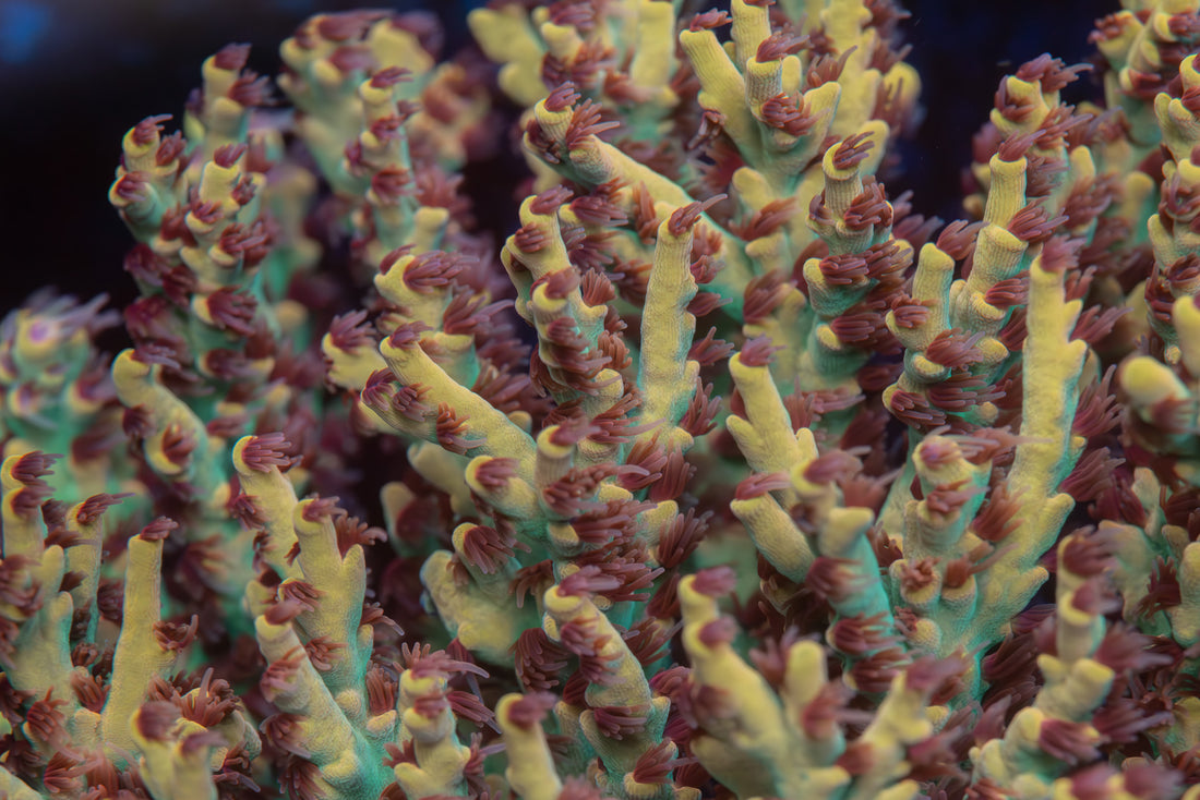 Alecsreef | Aquacultured Corals in Dallas, TX – Alec's Reef