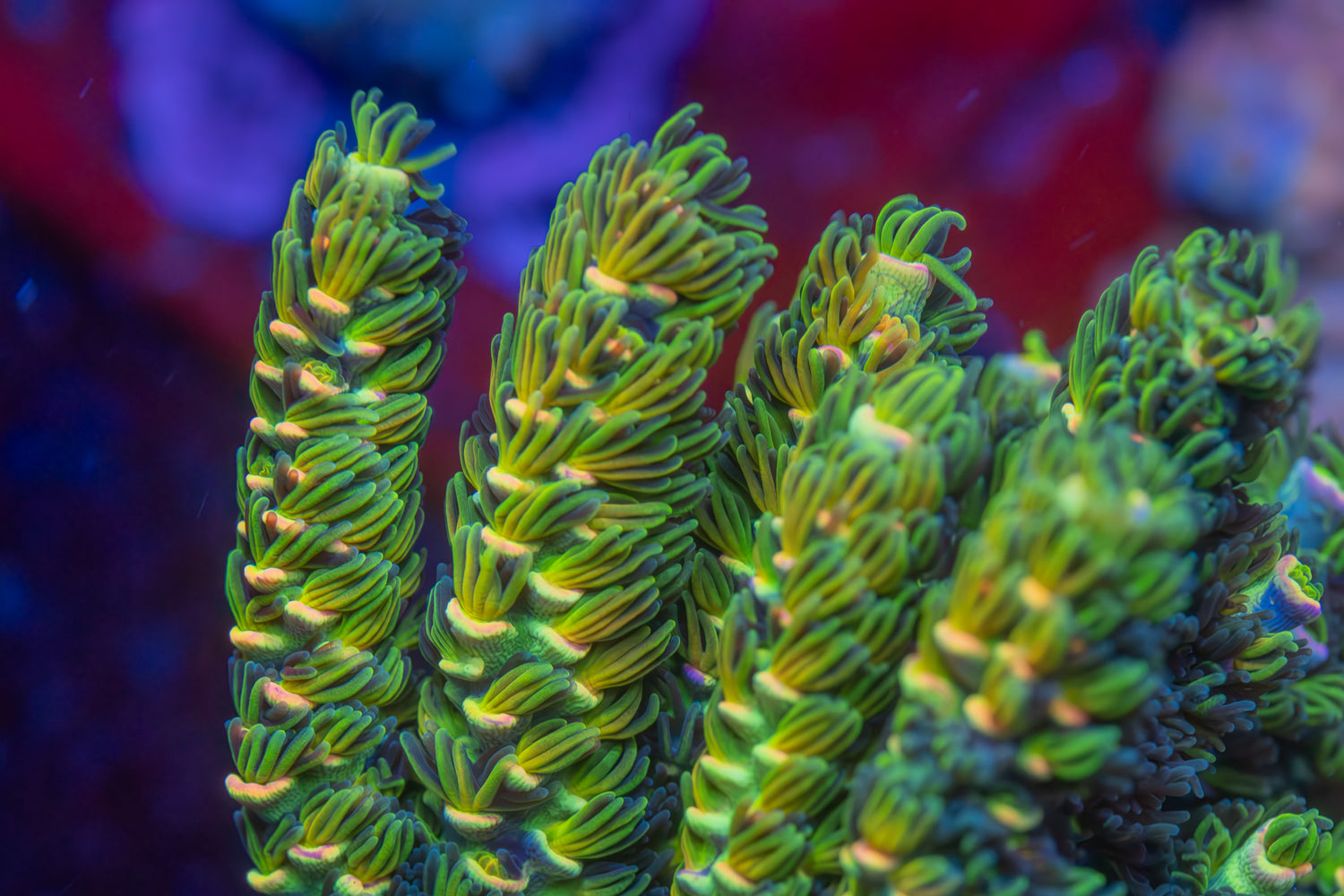 Alecsreef | Aquacultured Corals in Dallas, TX – Alec's Reef