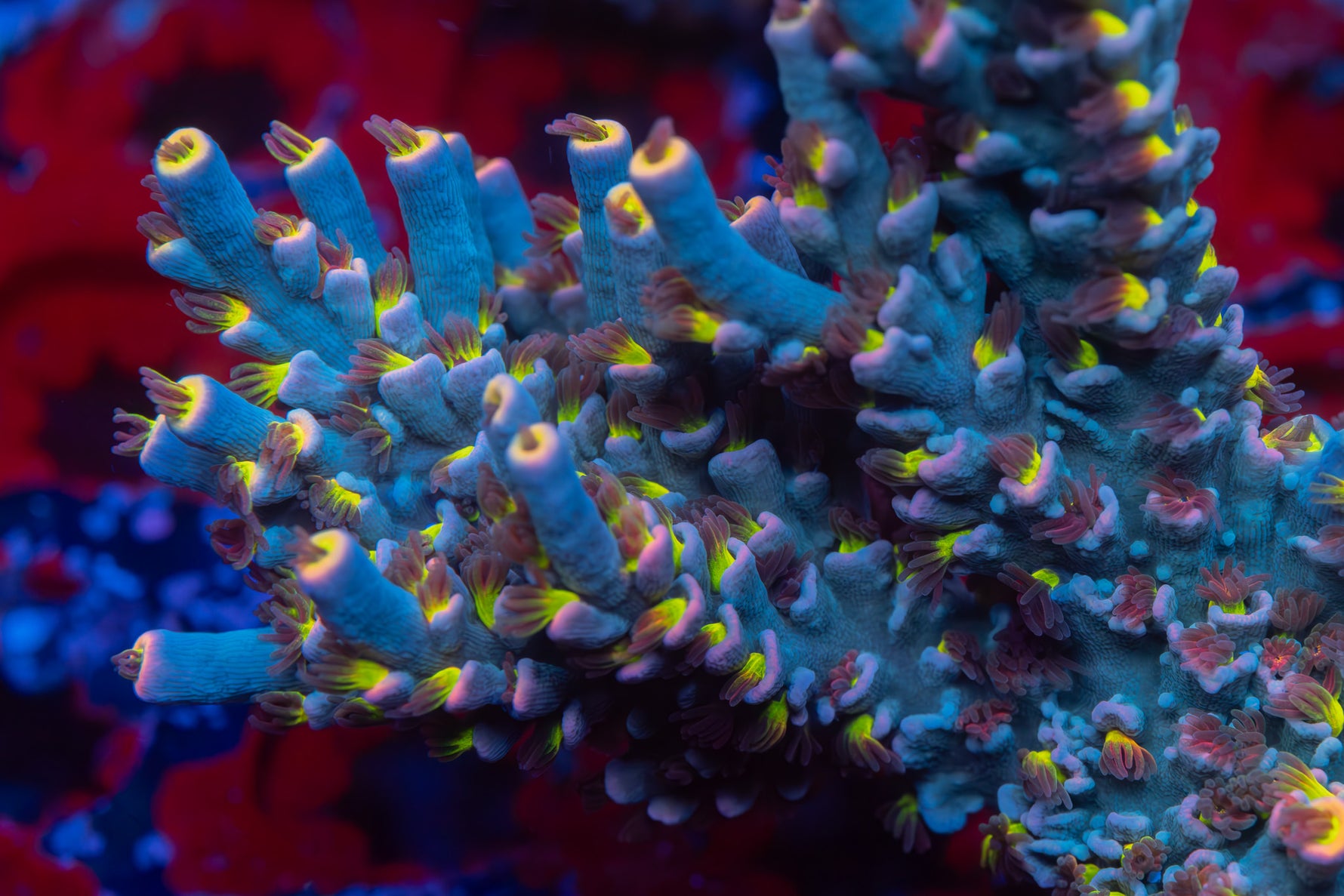 Alecsreef | Aquacultured Corals in Dallas, TX – Alec's Reef